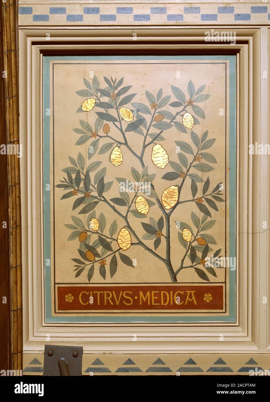 Lemon (Citrus medica). One of the 162 decorative panels depicting flora ...