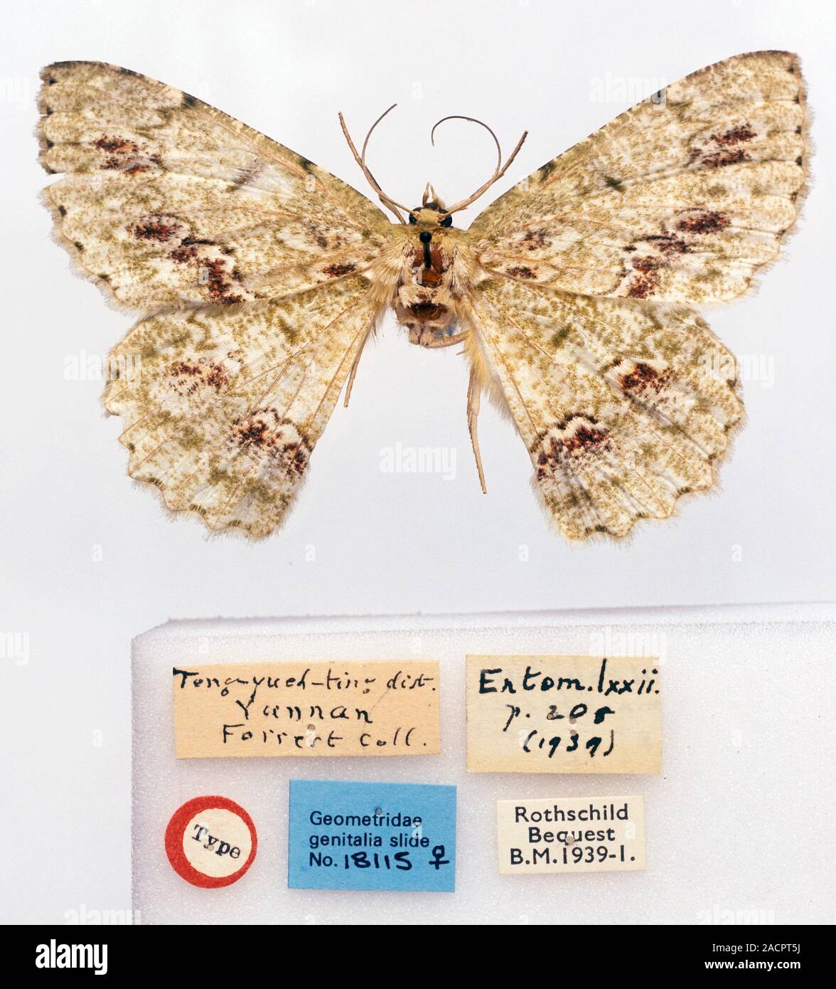 Moth (Herochroma mansfieldi). Upper side of a moth specimen from Borneo ...