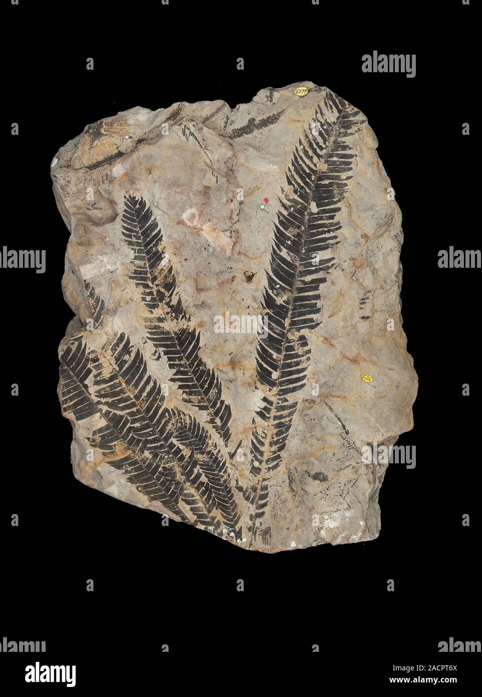 Fossil cycad (Ptilophyllum pectinoides) leaves. Jurassic fossil leaves ...