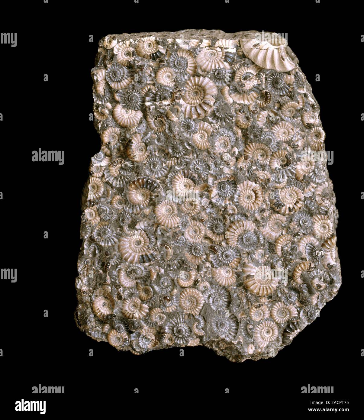 Ammonites fossils. Rock containing numerous Asteroceras sp. and ...