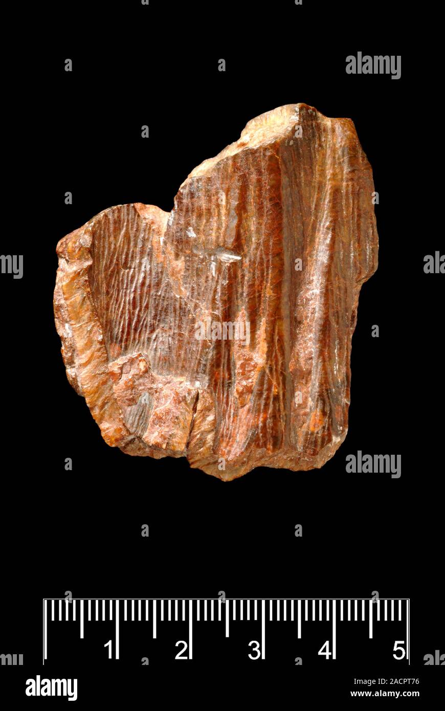 Piltdown Stegodon tooth (item E.596). Part of a molar tooth of the ...