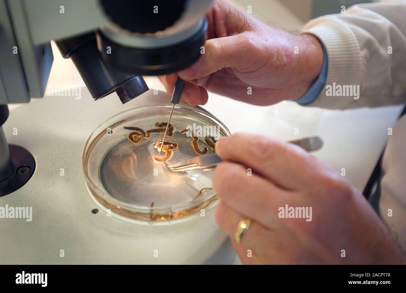 Scientist dissecting a ragworm specimen under a microscope ...