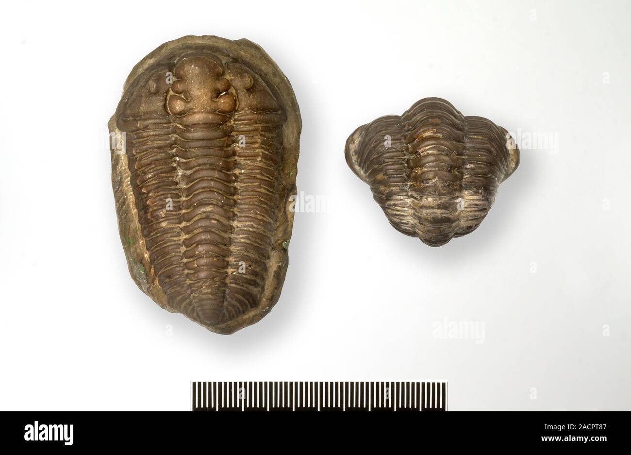 Locust tribolite (Calymene blumenbachii) fossils from Wenlock Limestone ...