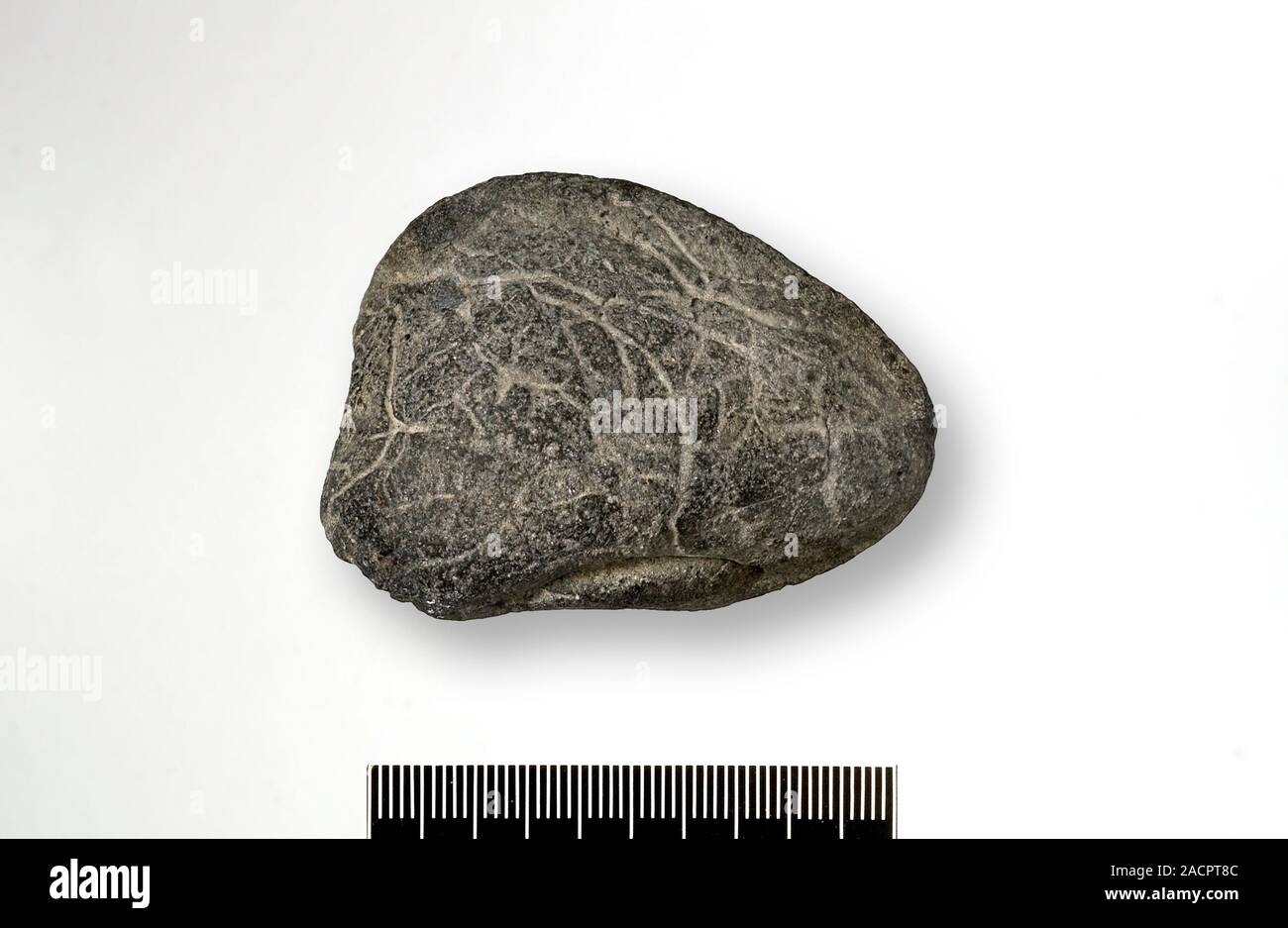 Turtle Skull Bivalve Fossil Internal Cast Of A Bivalve Fossil Found In
