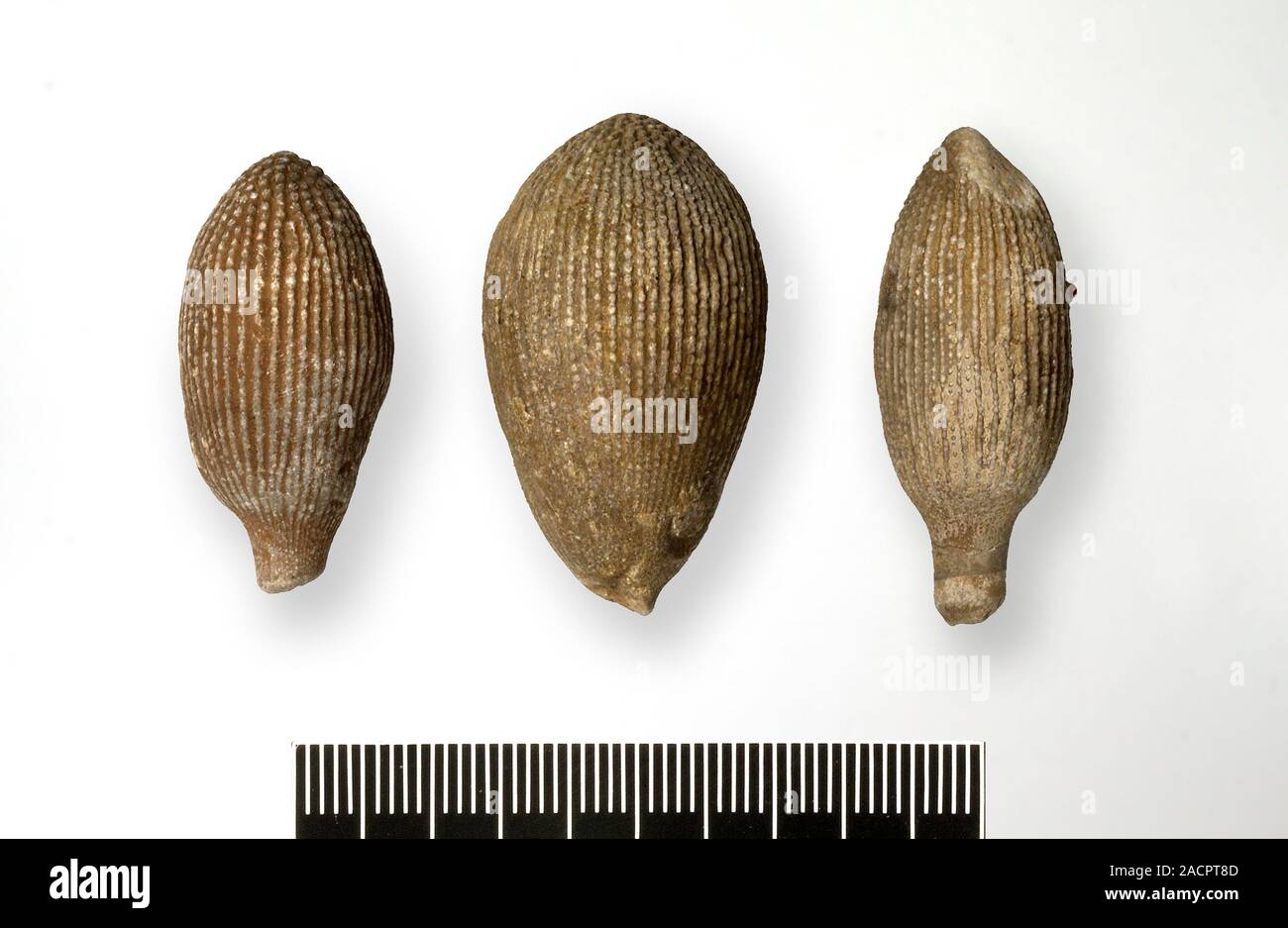 Sea urchin spine fossils, also known as Jew stones Stock Photo - Alamy