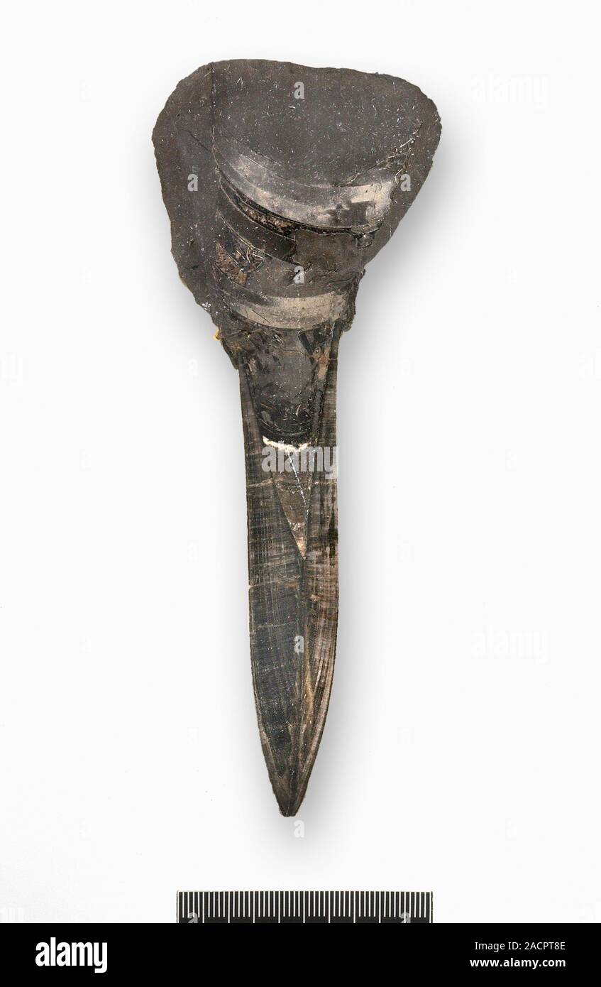 Belemnite fossil. Longitudinal section through a belemnite ...