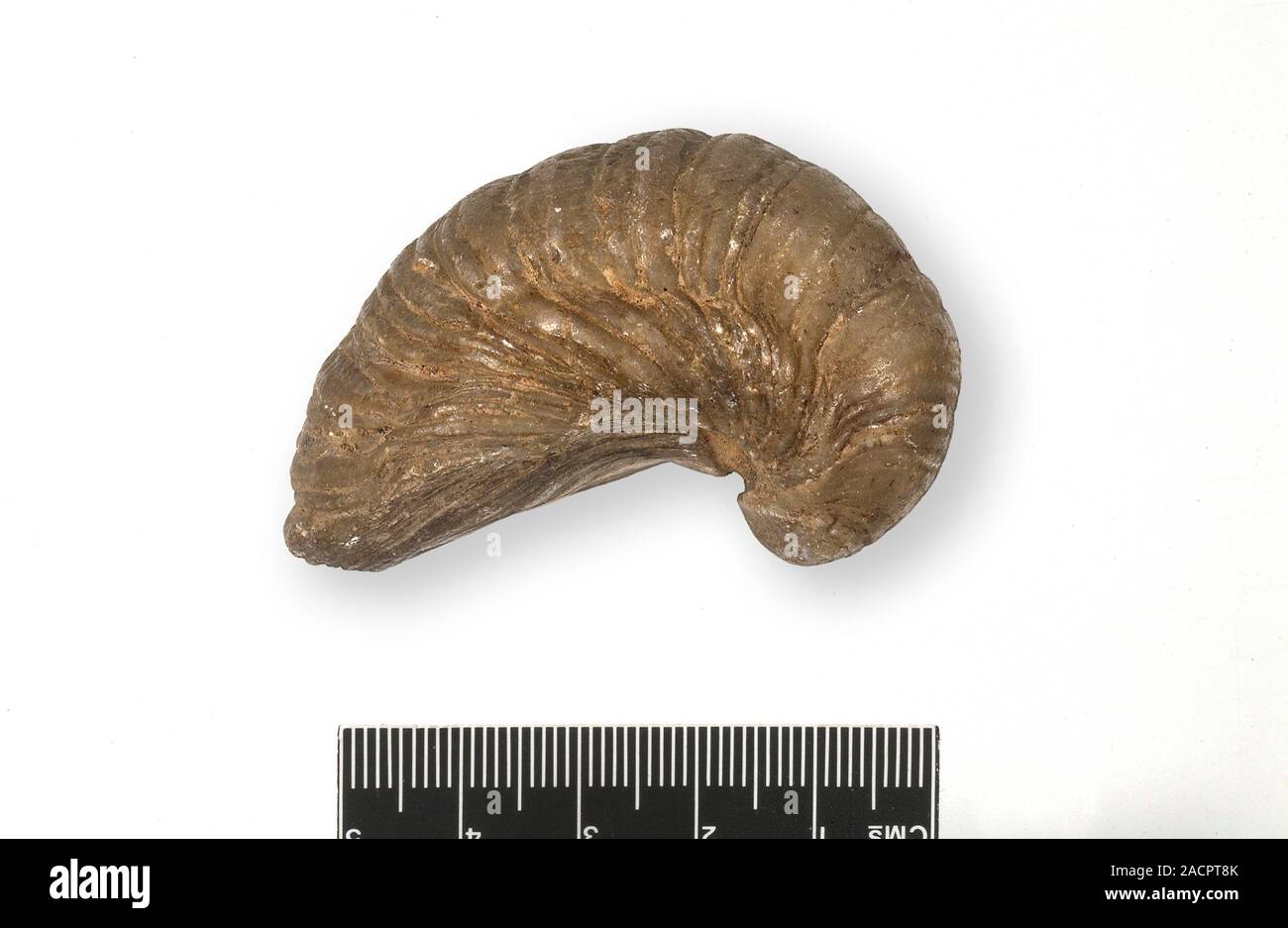 Oyster (Gryphaea incurva) fossil. This specimen, also known as the ...