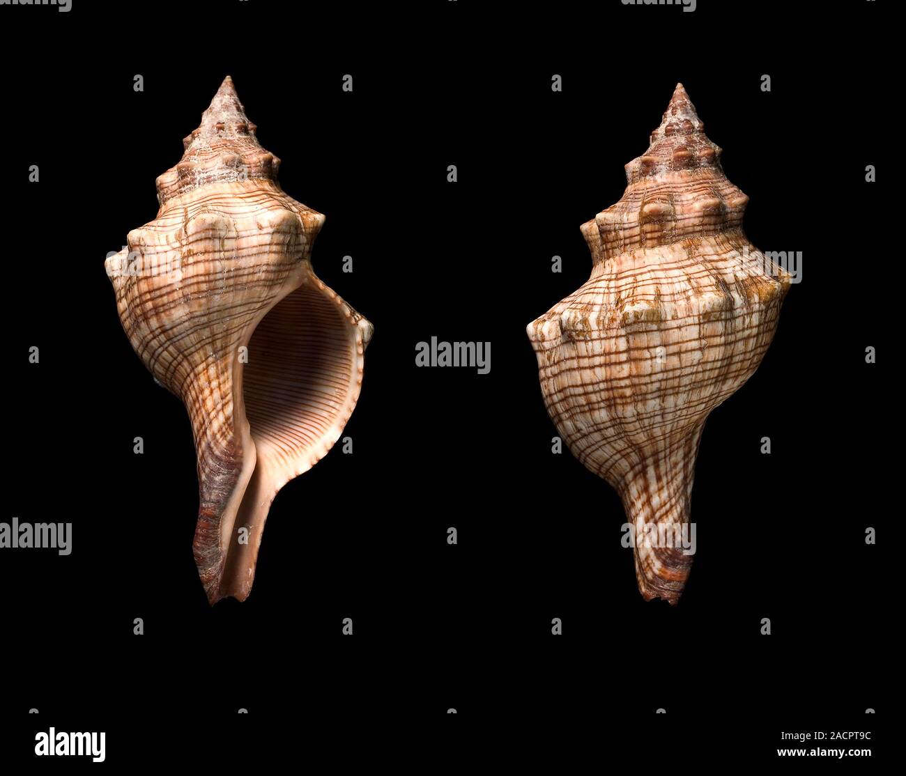 Pair of trapezium horse conch (Pleuroploca trapezium) shells. This ...