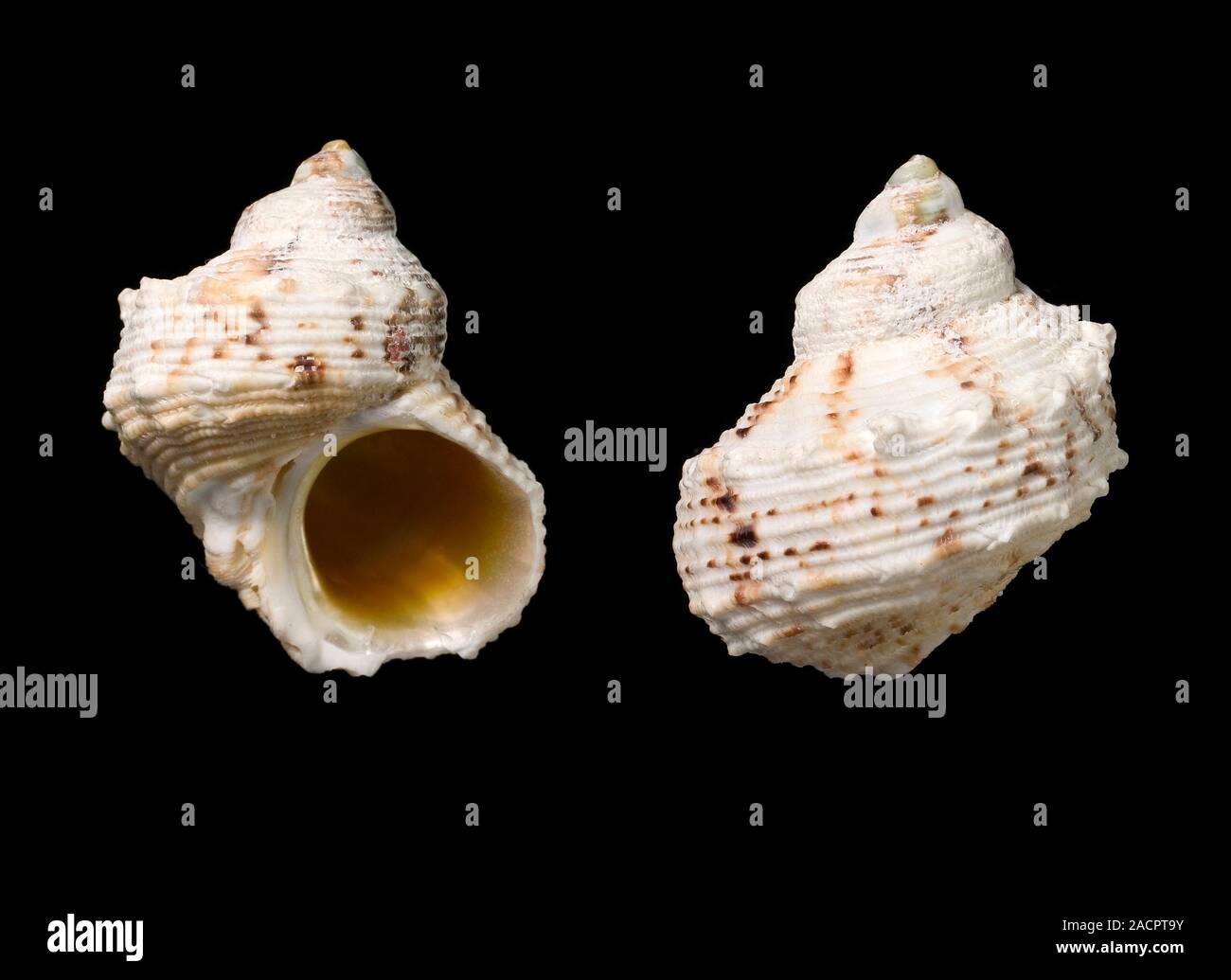 Pair of turban shells (Turbo argyrostoma). This shallow water gastropod ...