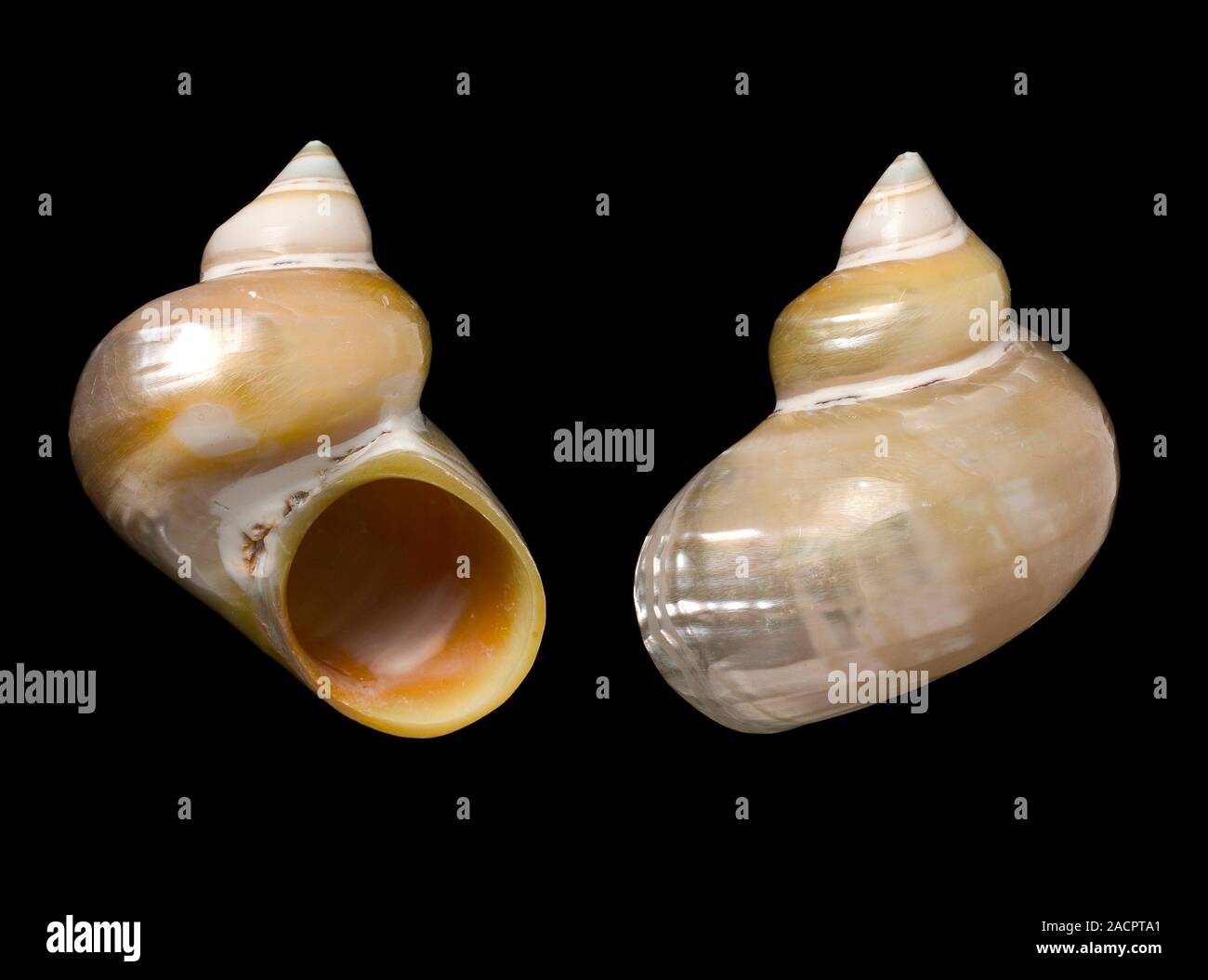 Pair of turban shells (Turbo argyrostoma). This shallow water gastropod ...