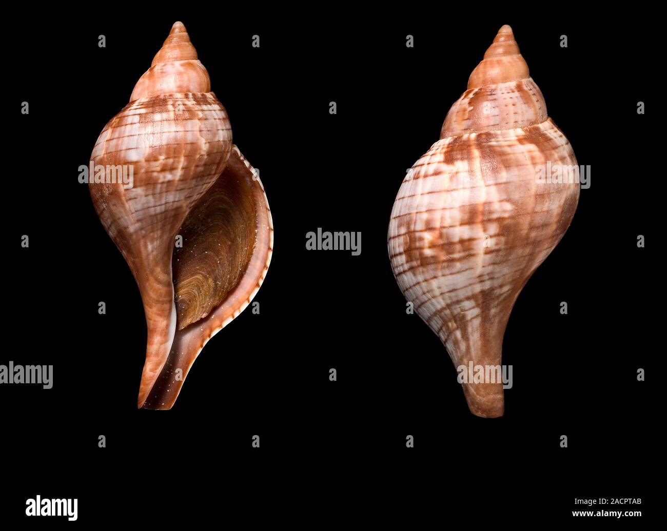 Pair of true tulip (Fasciolaria tulipa) shells. The true tulip is a ...