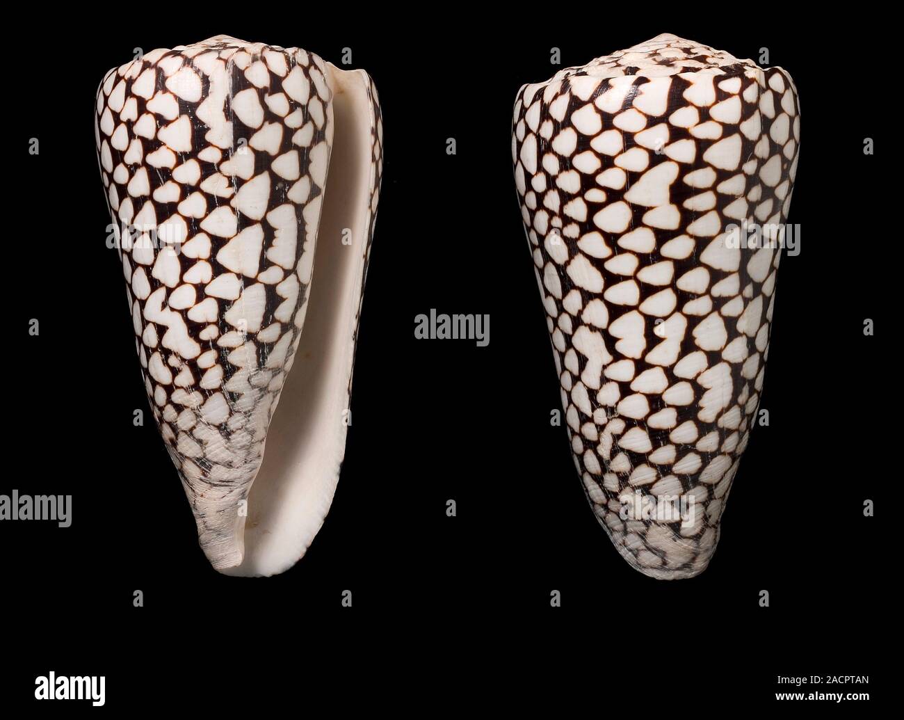 Pair of cone snail shells (Conus marmoreus). This marine gastropod ...