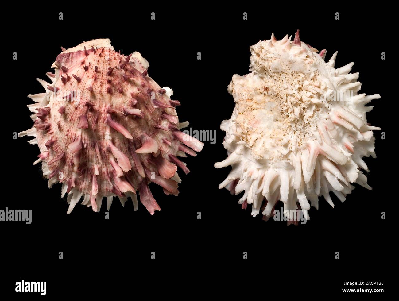 Pair of European thorny oyster (Spondylus gaederopus) shells Stock ...