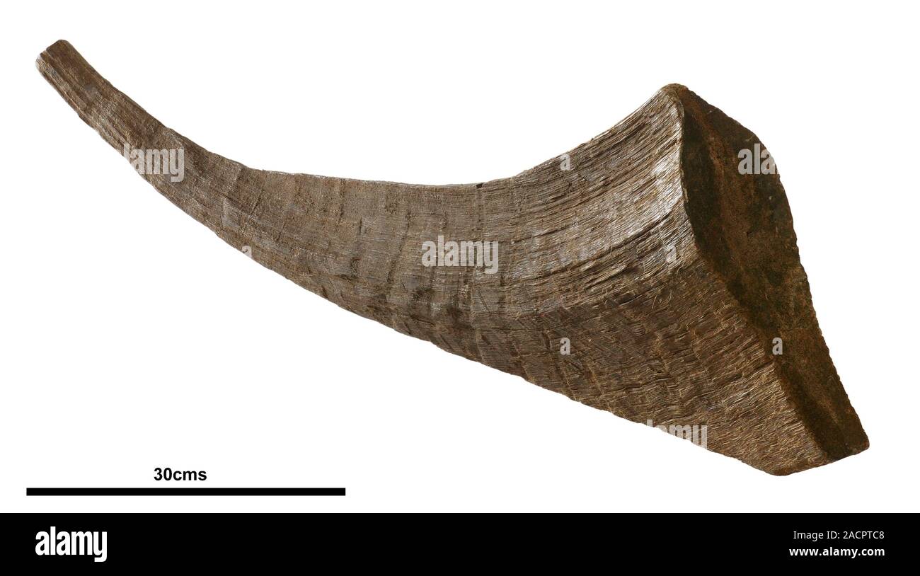 Fossil horn specimen from the extinct woolly rhinoceros (Coelodonta ...