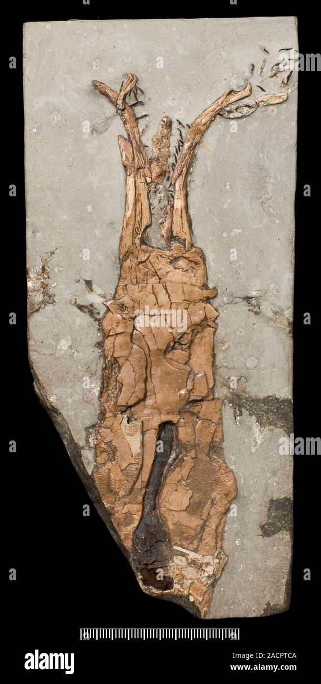 Fossil coleoid (Acanthoteuthis). Coleoids are soft-bodies cephalopods ...