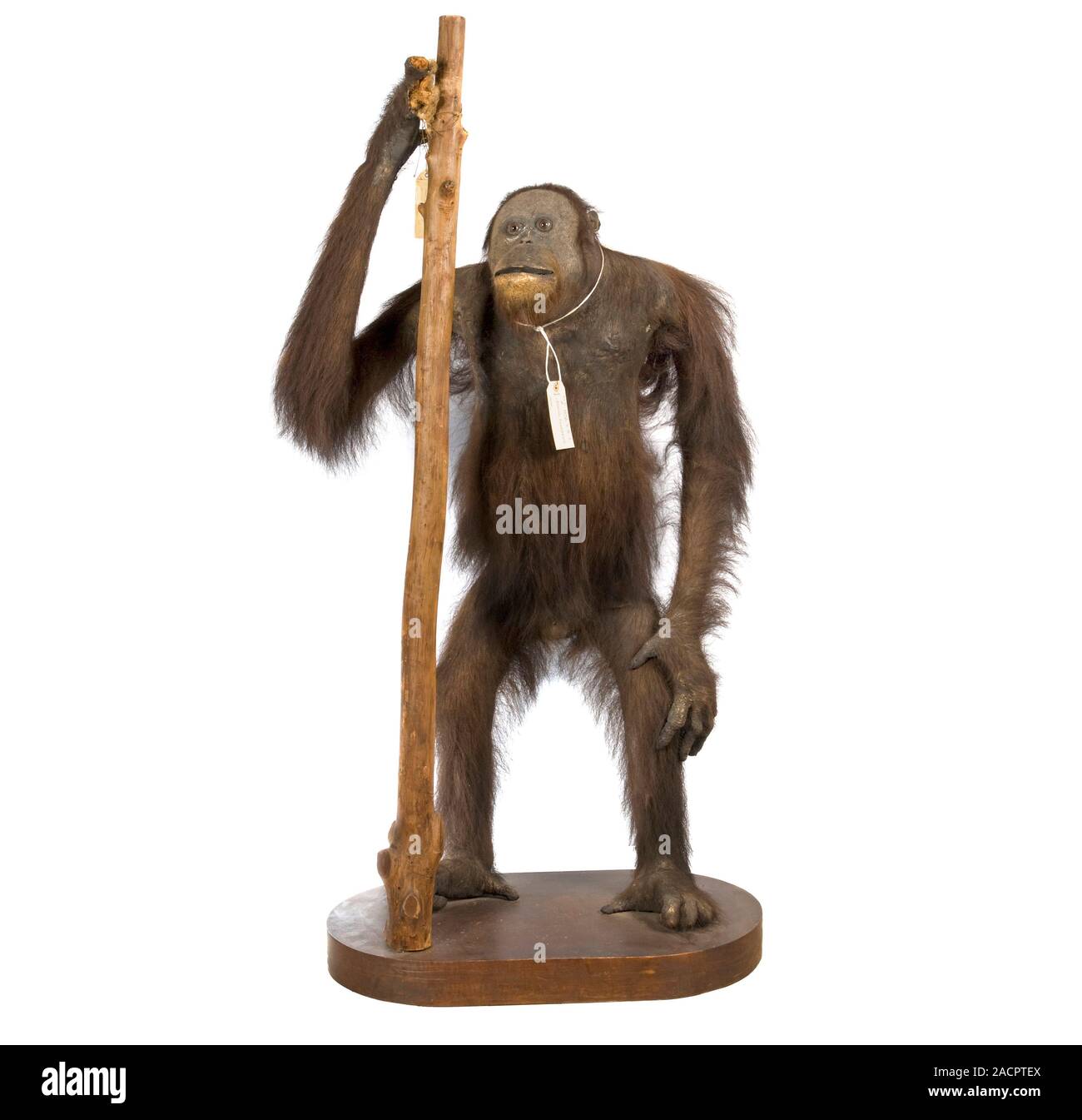 Bornean orangutan (Pongo pygmaeus). This specimen was collected by ...