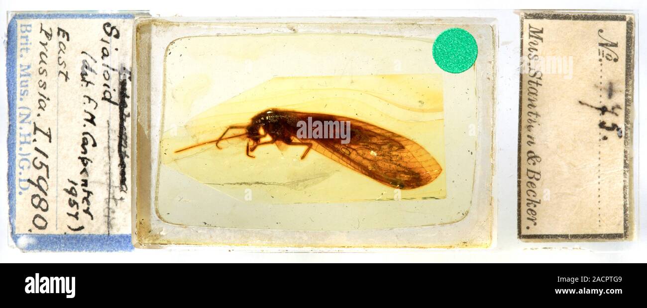 Prehistoric insect in amber. Corydasialis inexpectatus specimen ...