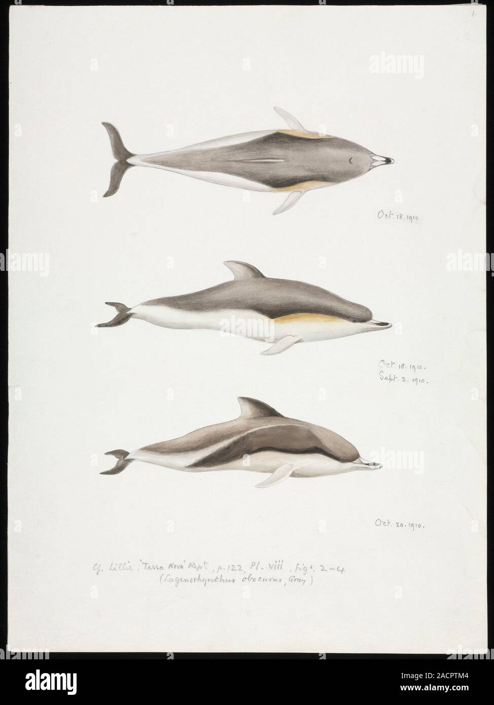 Dolphins, artwork. Plate one from Edward Wilson's Terra Nova Expedition ...
