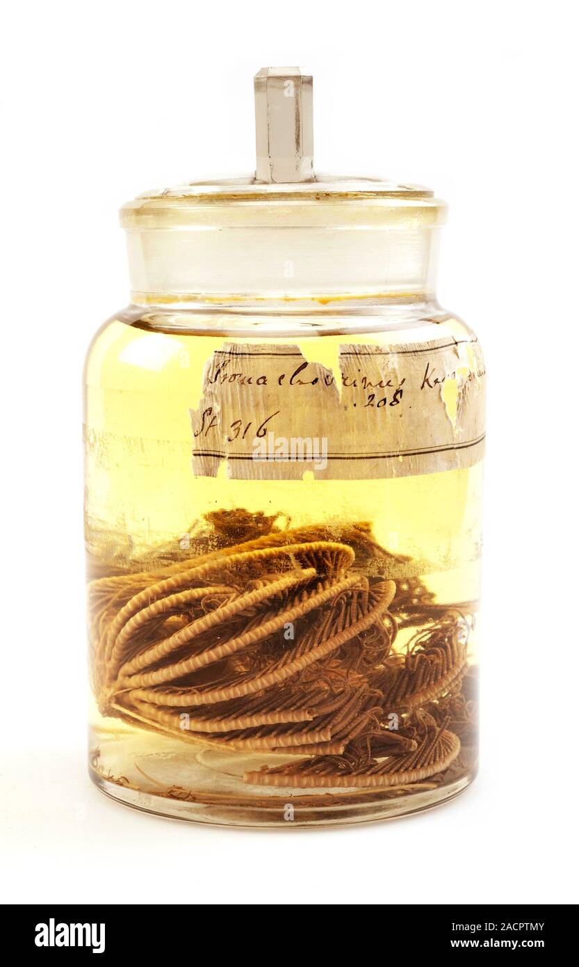 Antarctic feather star (Promachocrinus kerguelensis). Specimen ...