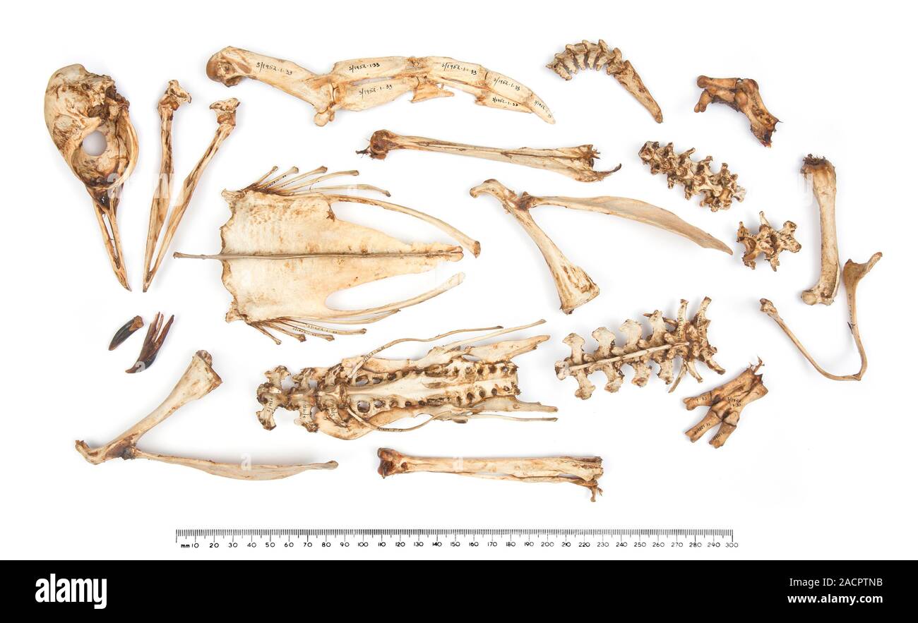 Adelie penguin (Pygoscelis adeliae) skeleton. Specimen collected by ...