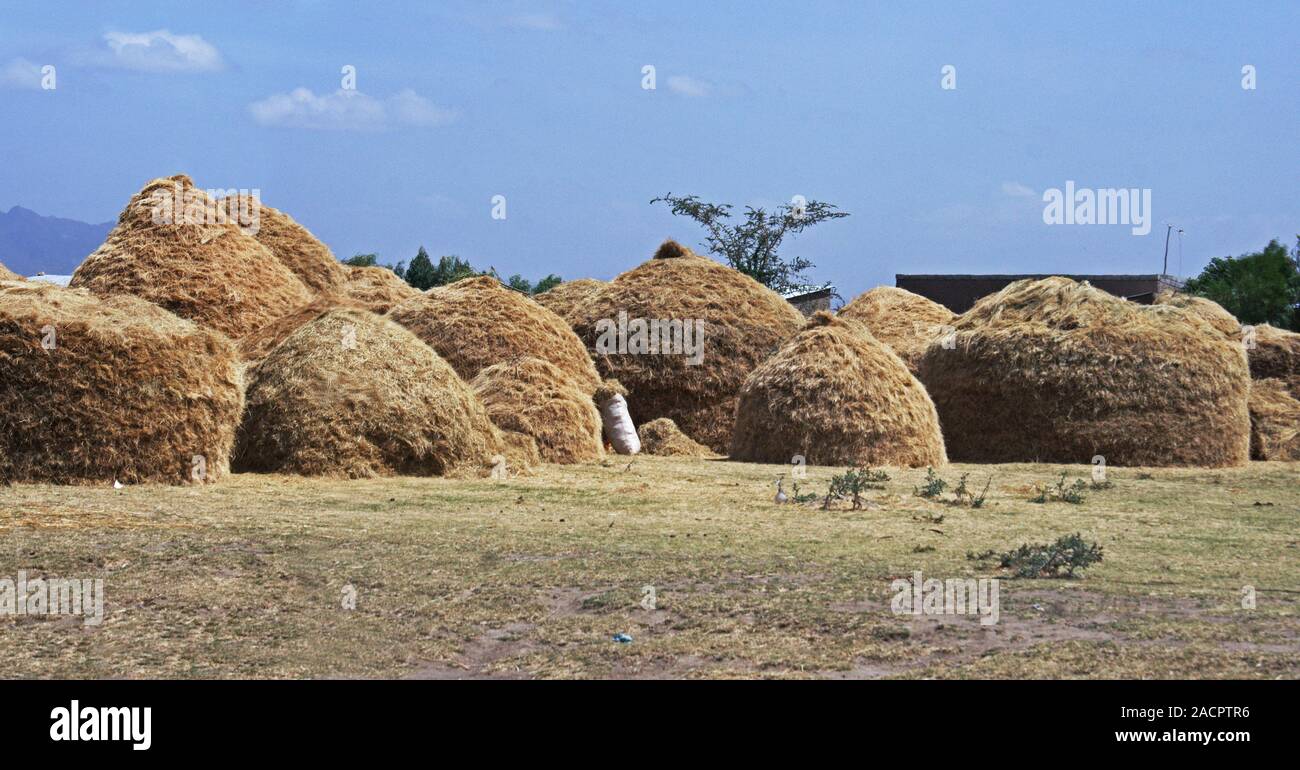 Corn harvest, Ethiopia. Mounds of various harvested corn crops on a ...
