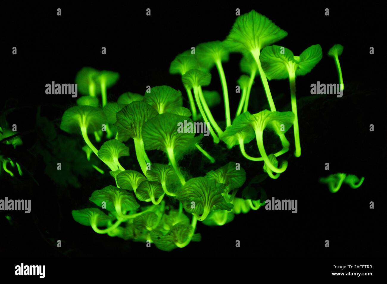 Bioluminescent mushrooms. Close-up of the bioluminescing fruiting ...