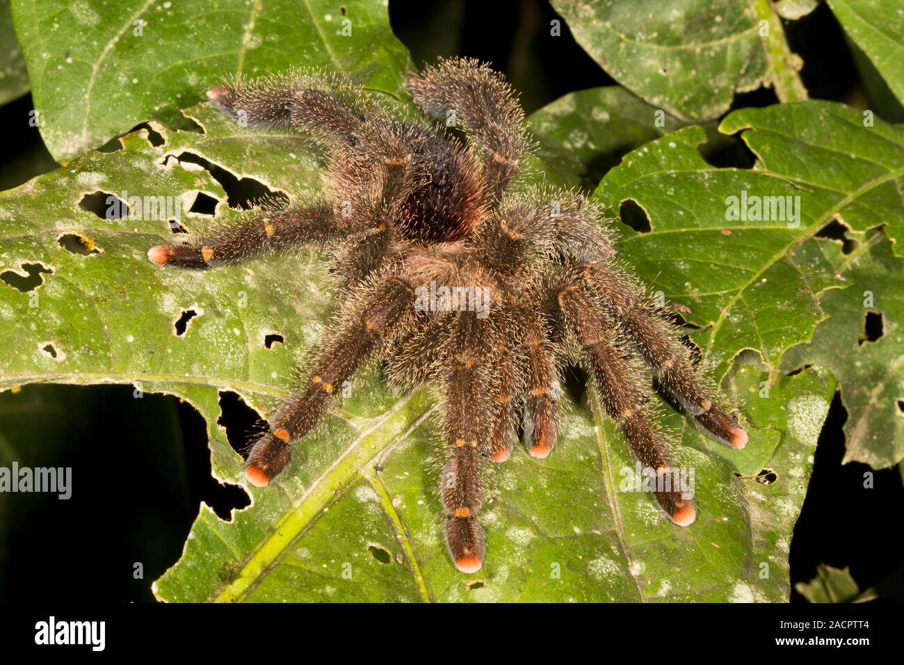 Tarantula (family Theraphosidae) on a leaf. Photographed in Yasuni ...