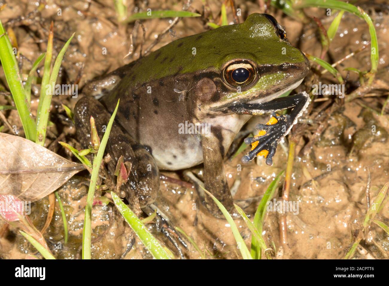 Large frog eating tree frog. Amazon river frog (Lithobates palmipes ...