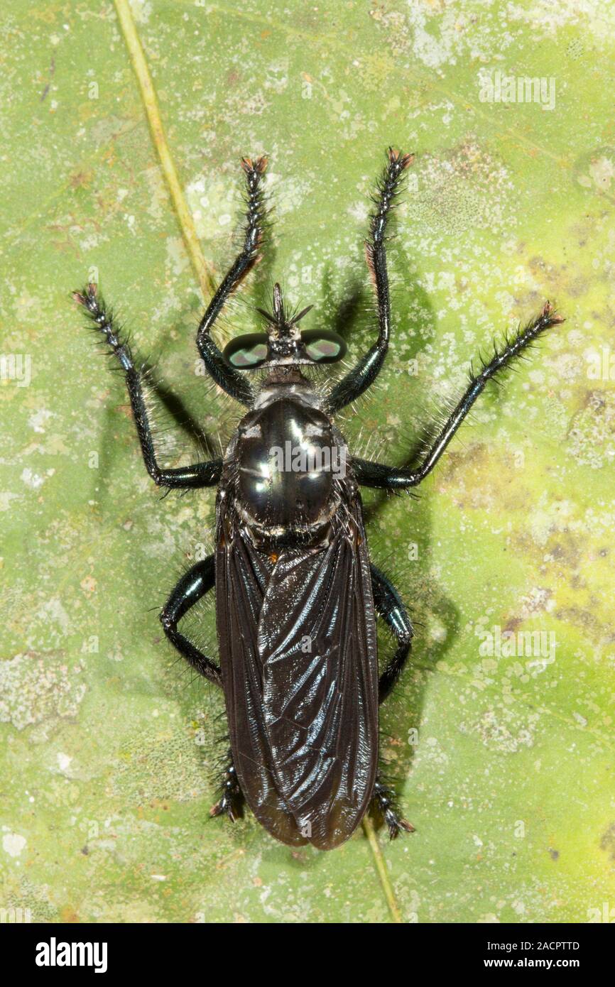 Robber fly on a leaf. Robber flies (family Asilidae) are predators of ...