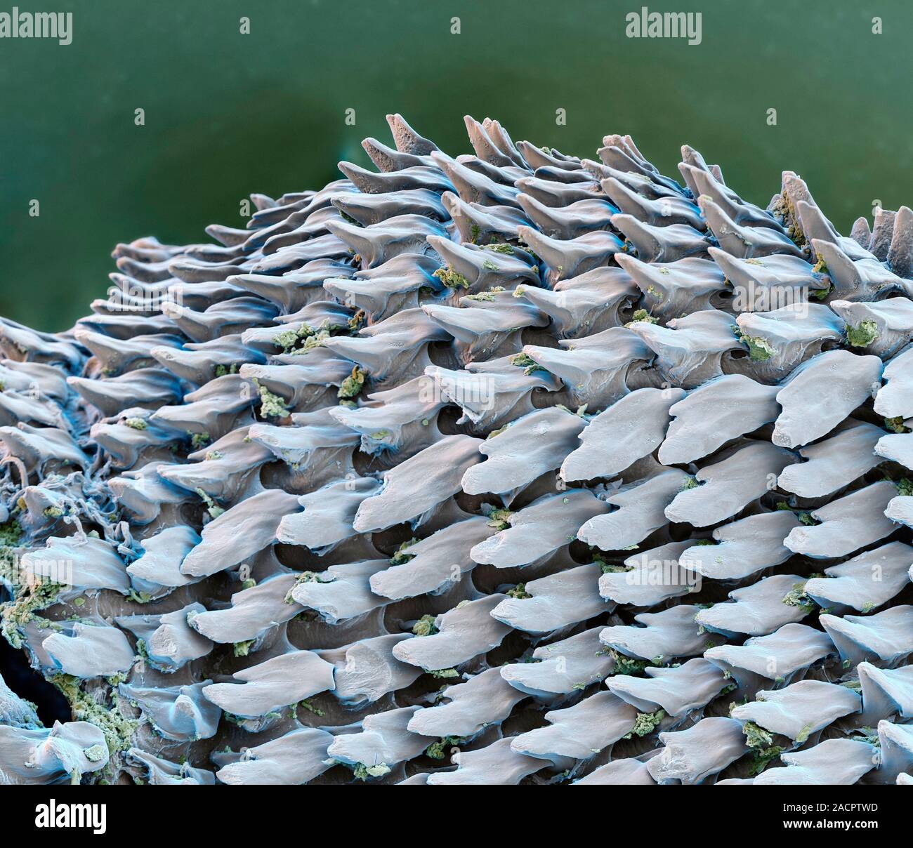 Snail radula. Coloured scanning electron micrograph (SEM) of the radula ...