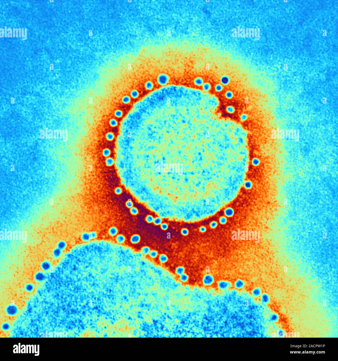 Avian influenza virus, type A strain H7N9, coloured transmission ...