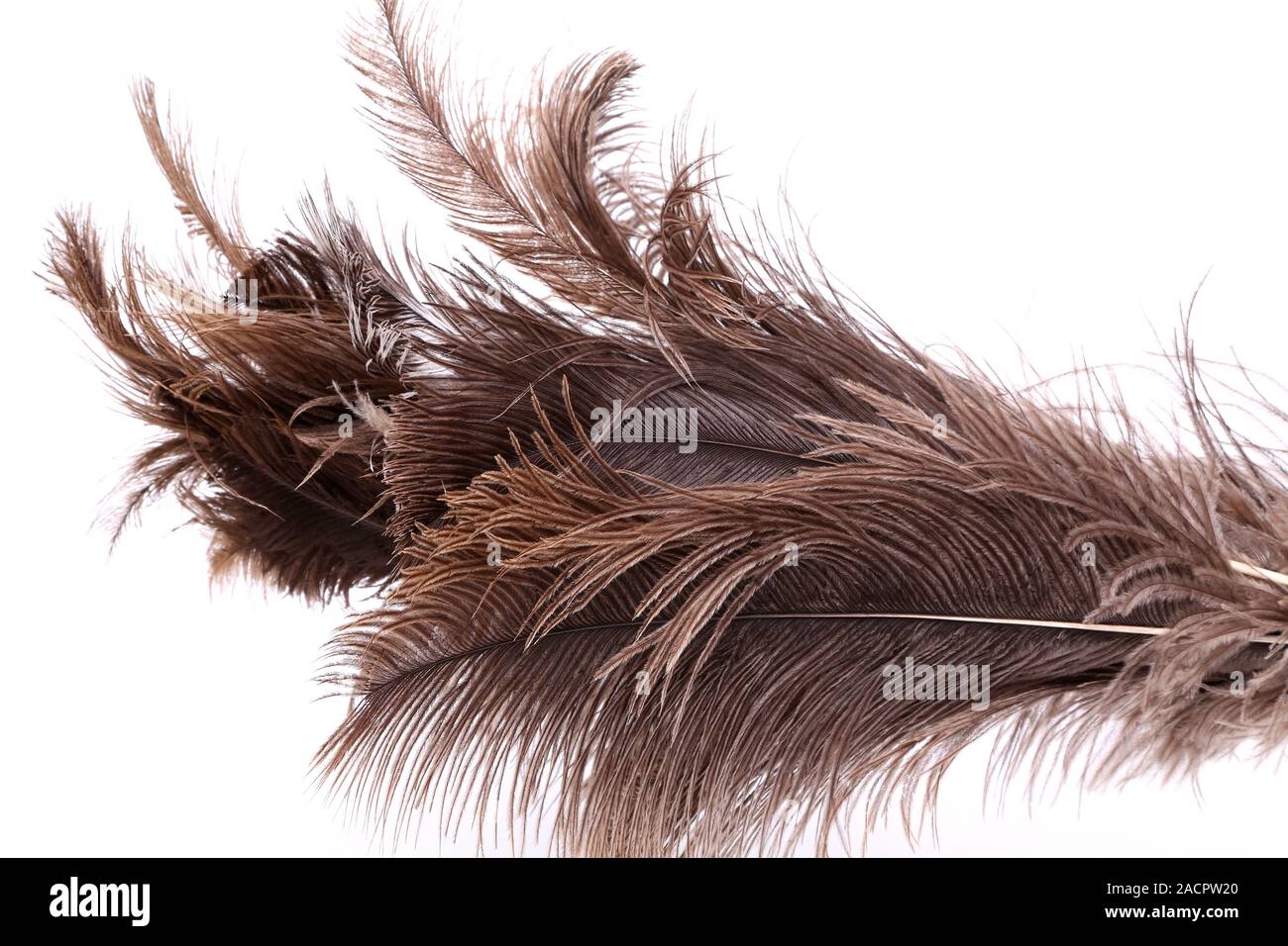 Feather duster cleaning hi-res stock photography and images - Alamy