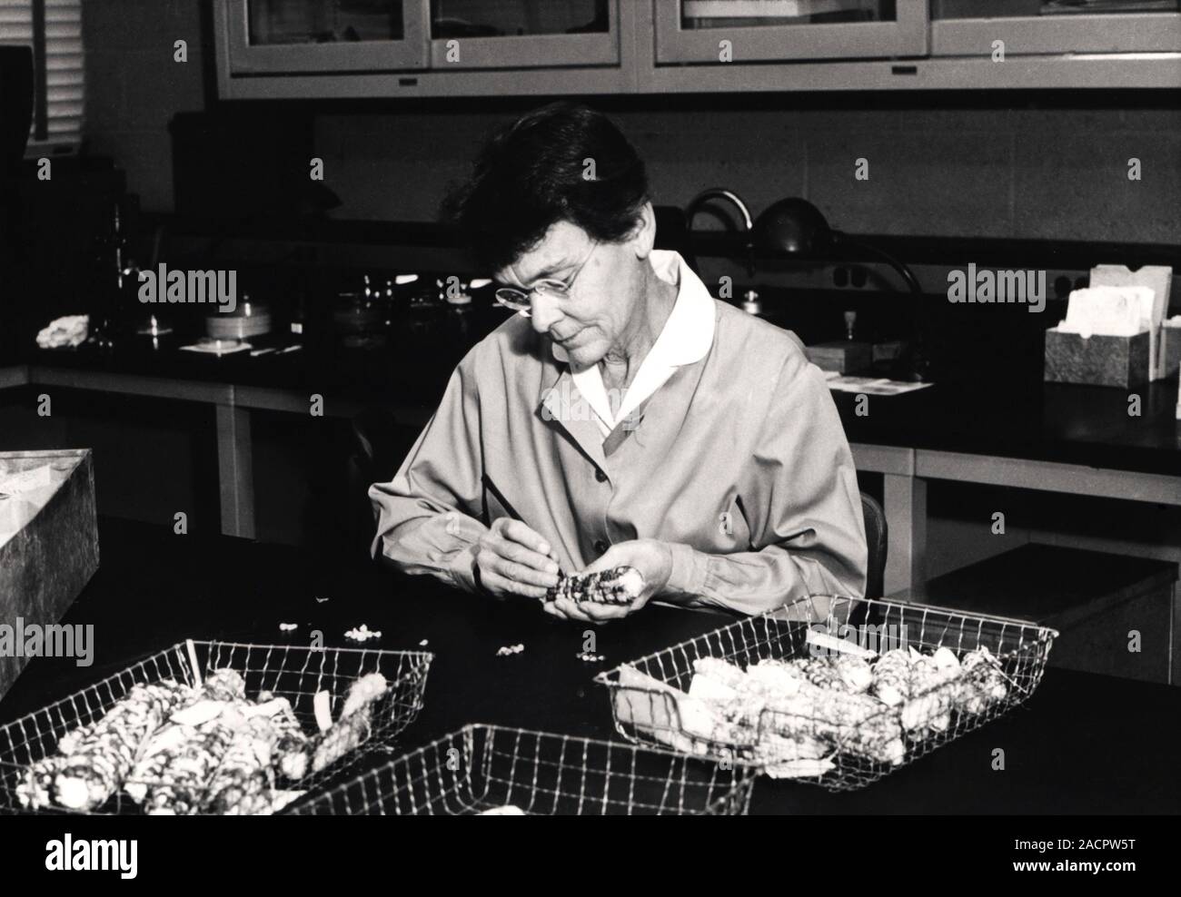 Barbara McClintock (1902-1992), US cell geneticist, studying maize (Zea ...