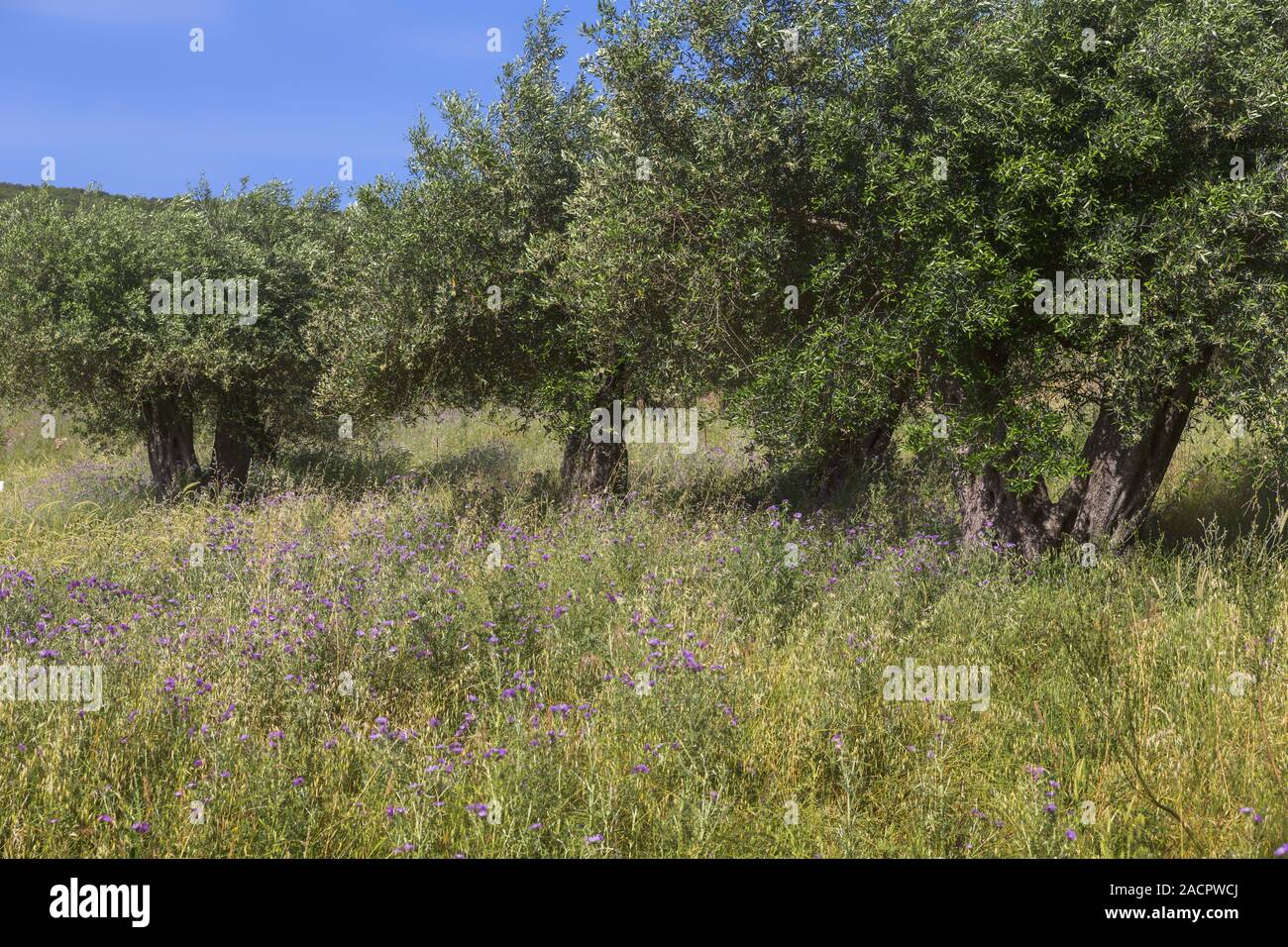 Yellow flower meadow with mediterranean trees hi-res stock photography ...