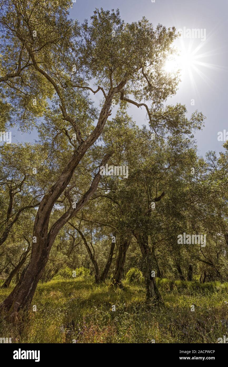 Old olive trees with sun Stock Photo - Alamy