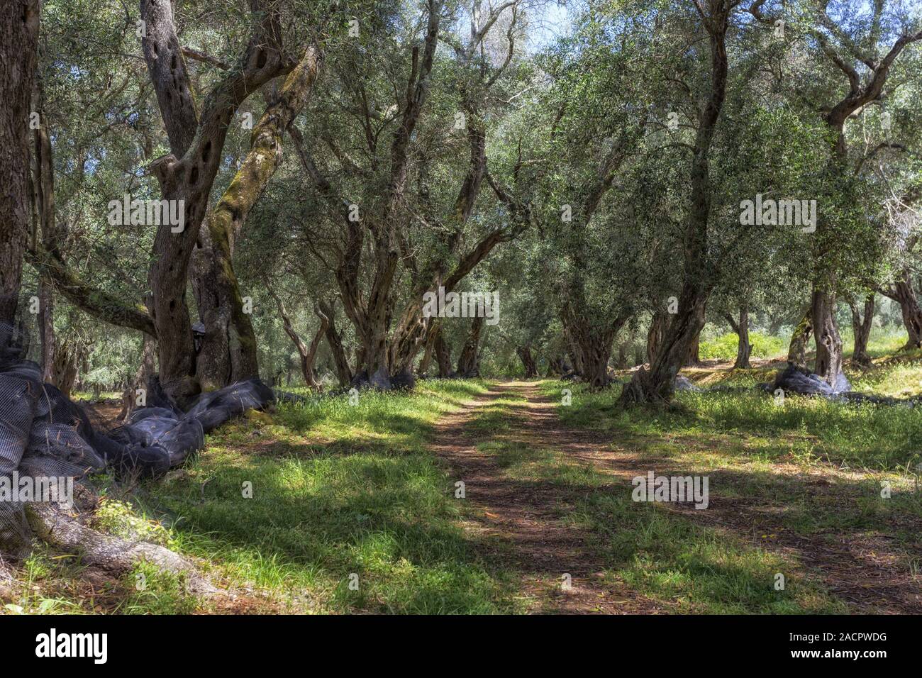 Olive grove on Corfu, Greece Stock Photo - Alamy