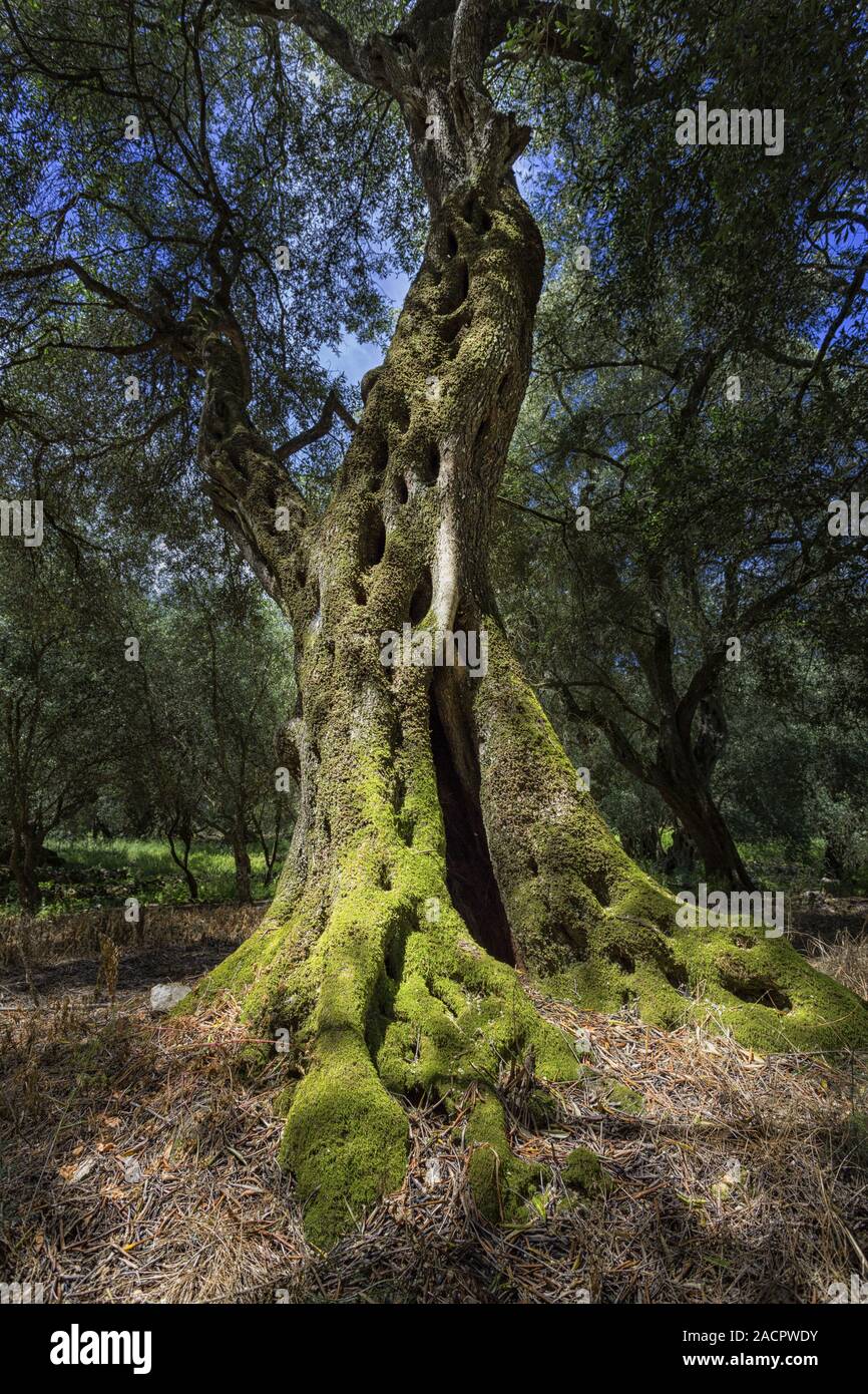 Corfu Olive Tree High Resolution Stock Photography and Images - Alamy