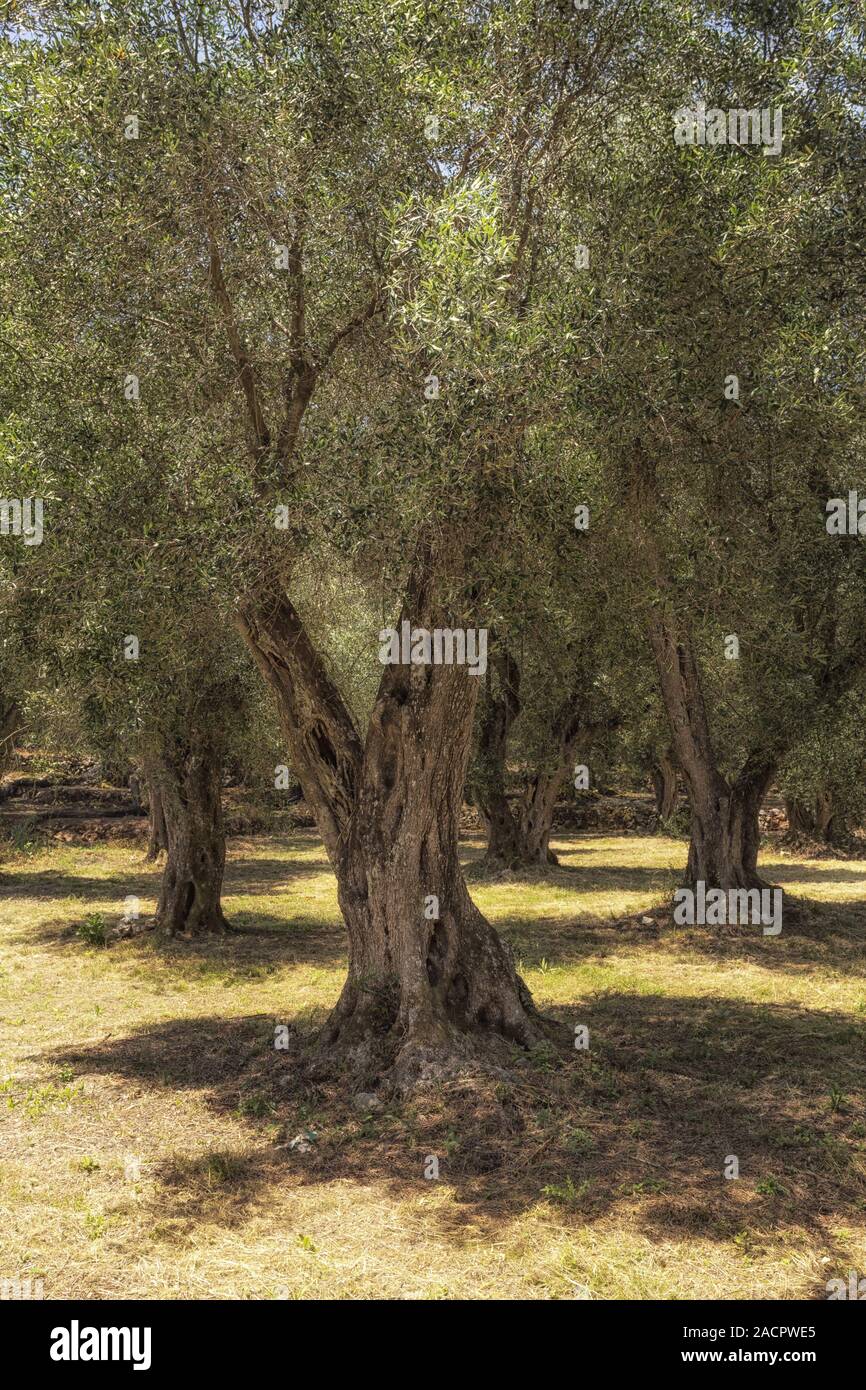 Olive Trees Corfu High Resolution Stock Photography and Images - Alamy
