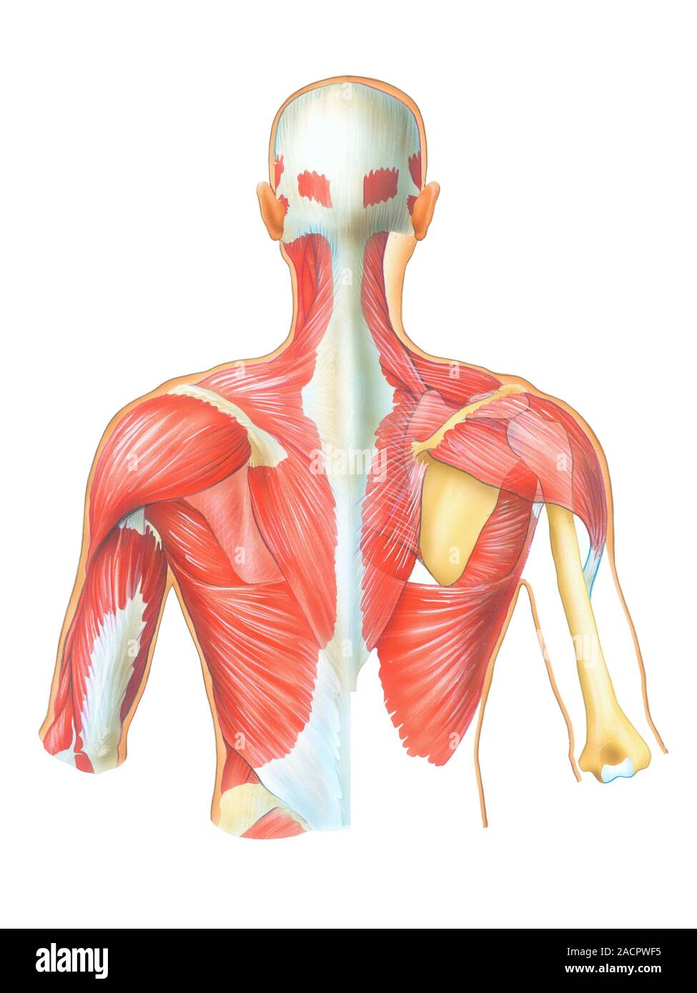 Shoulder joint movement. Image 1 of 9. Artwork sequence showing the ...