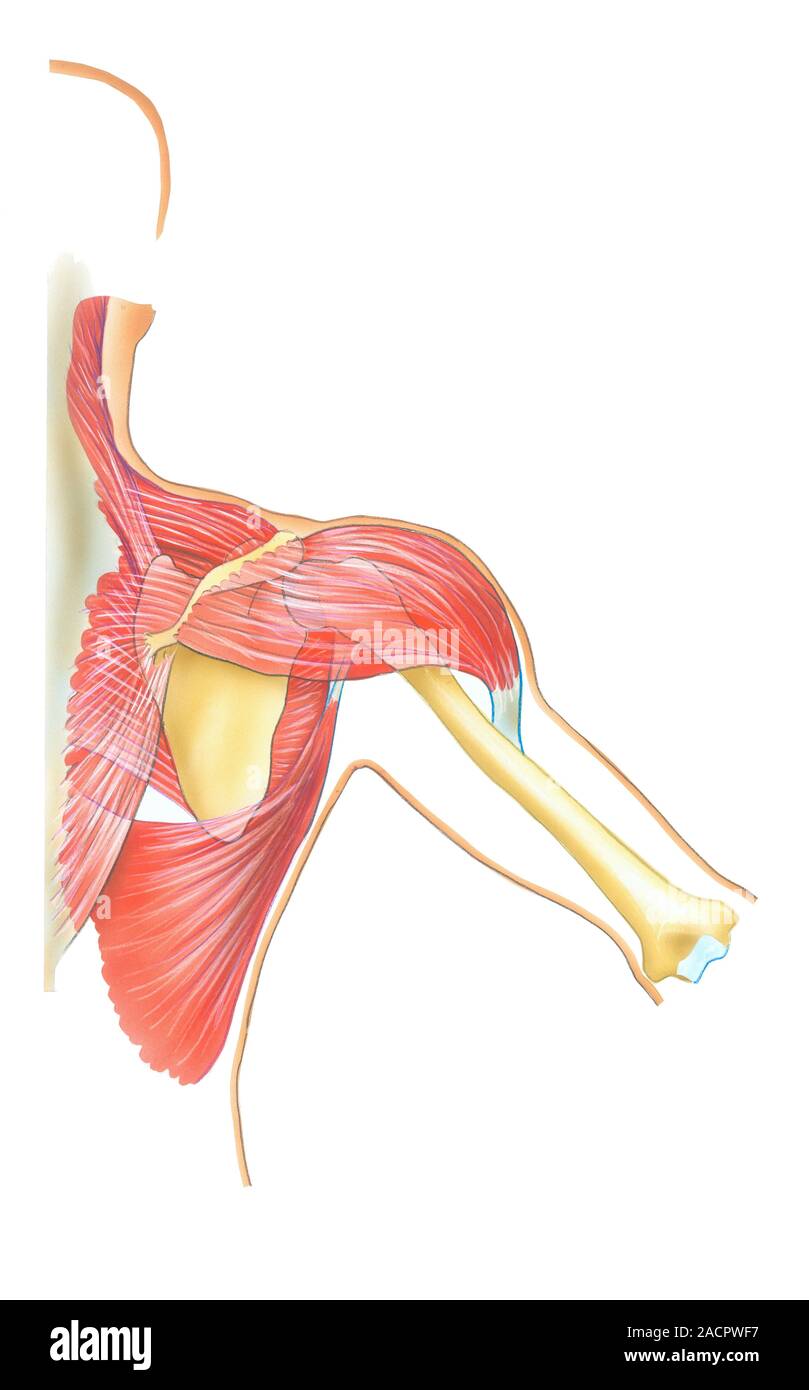 Shoulder joint movement. Image 3 of 9. Artwork sequence showing the ...