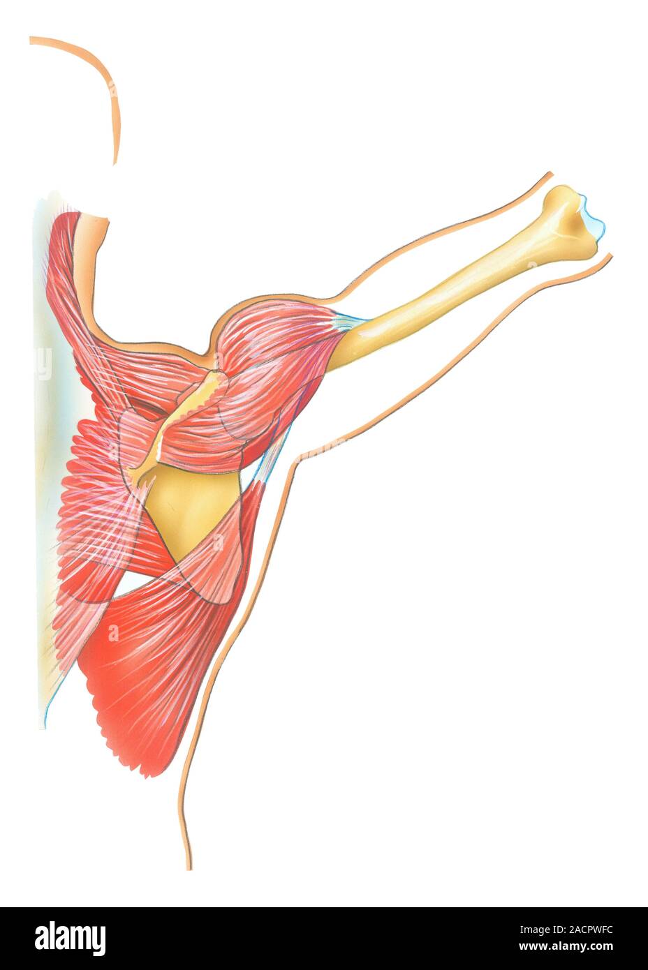 Shoulder joint movement. Image 6 of 9. Artwork sequence showing the ...