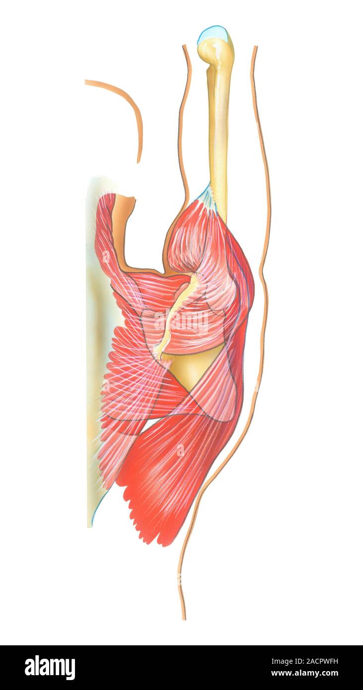 Shoulder joint movement. Image 9 of 9. Artwork sequence showing the ...