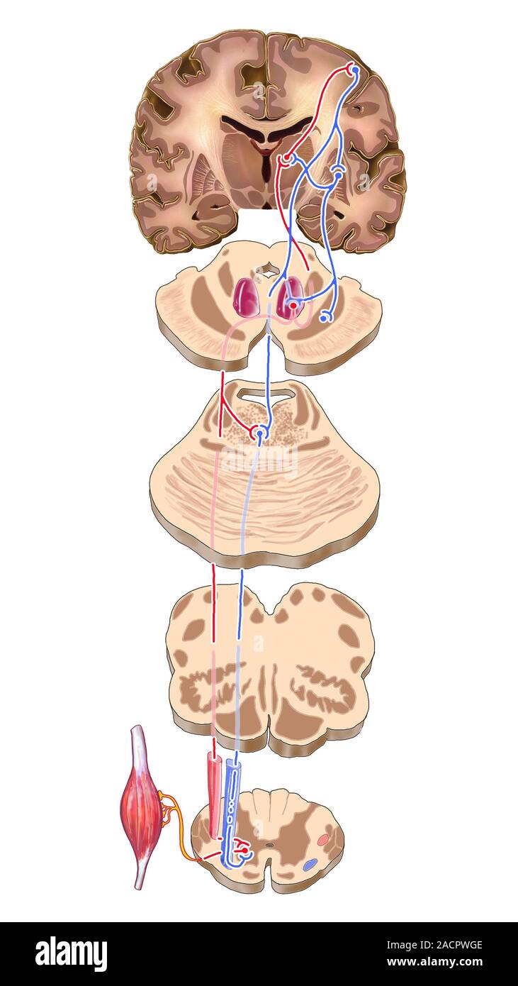 Brain motor cortex pathways. Artwork of a sectioned human brain ...
