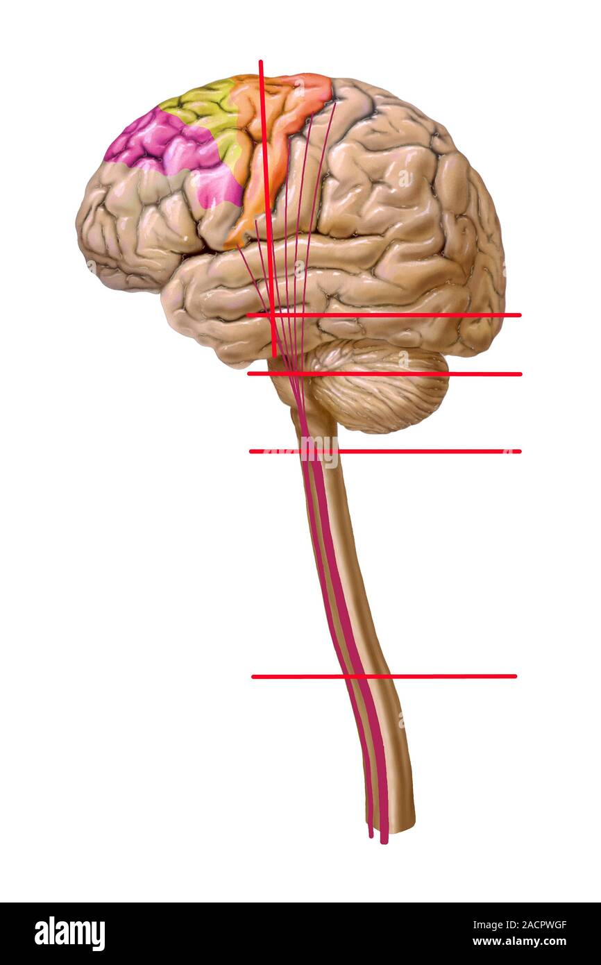 Brain motor cortex pathways. Artwork of a lateral (from the side) view ...
