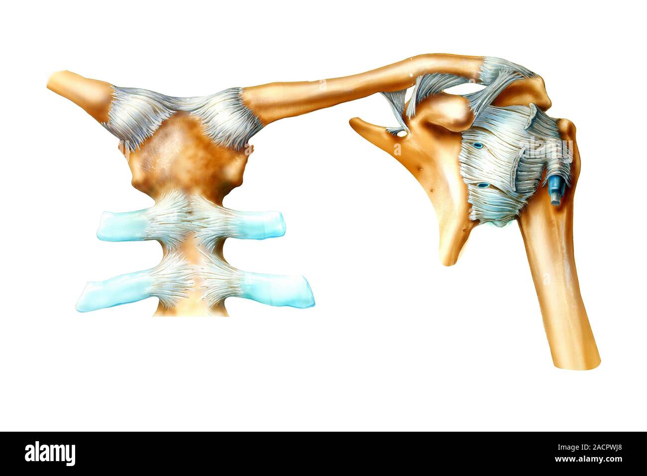 Shoulder joint anatomy. Artwork of the bones (yellow) and ligaments ...