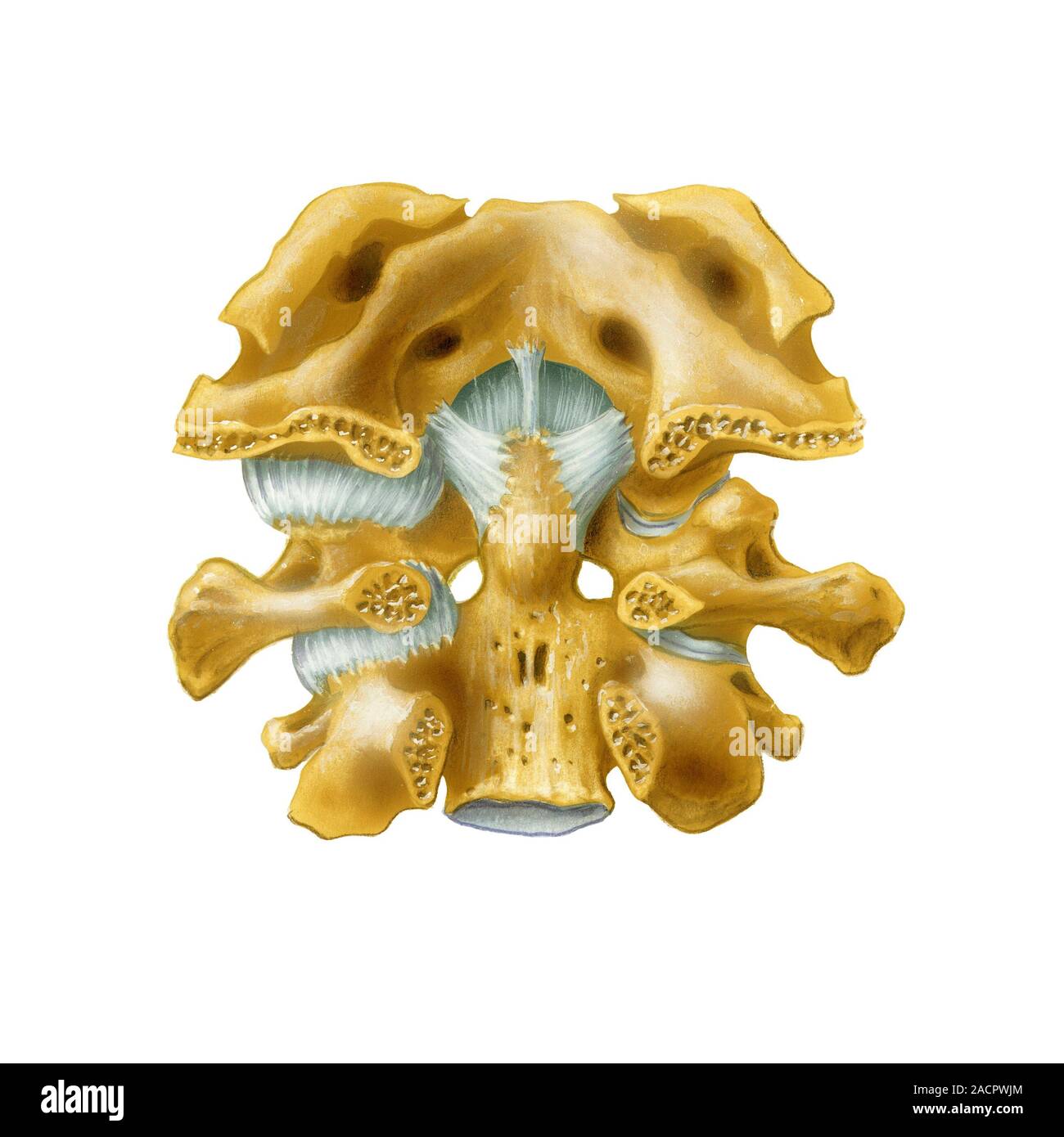 Atlanto-occipital joint. Artwork of the bones (yellow) and ligaments ...
