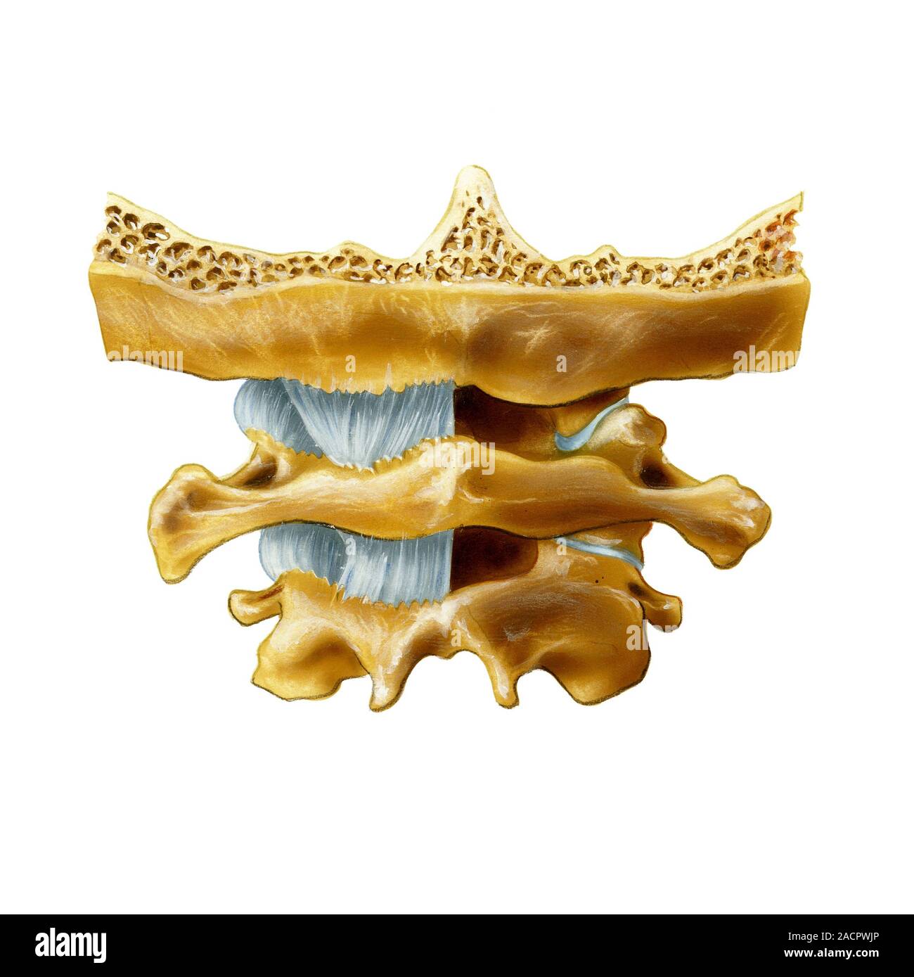 Atlanto-occipital joint. Artwork of the bones (yellow) and ligaments ...