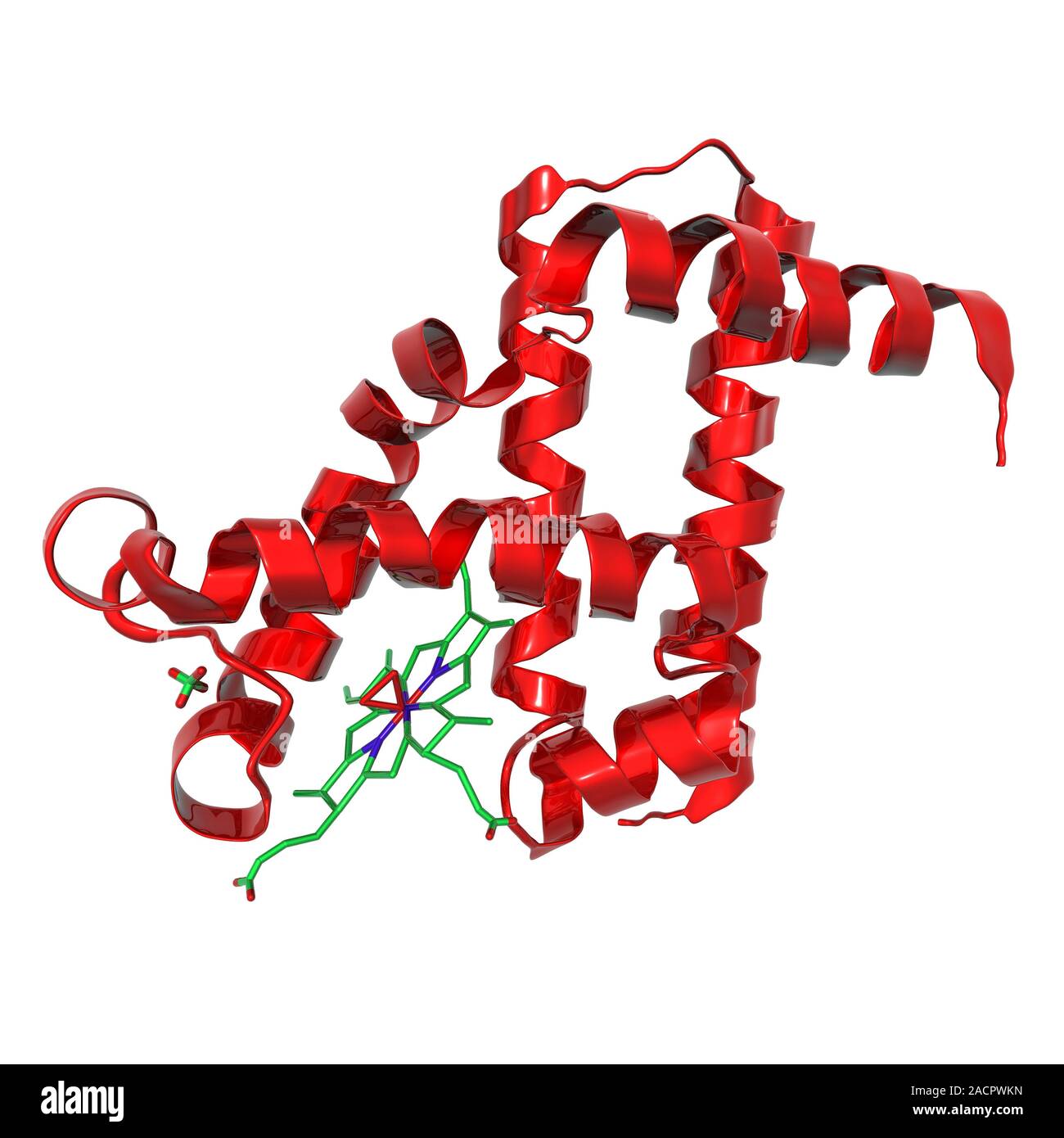 Myoglobin protein. Molecular model showing the structure of the ...