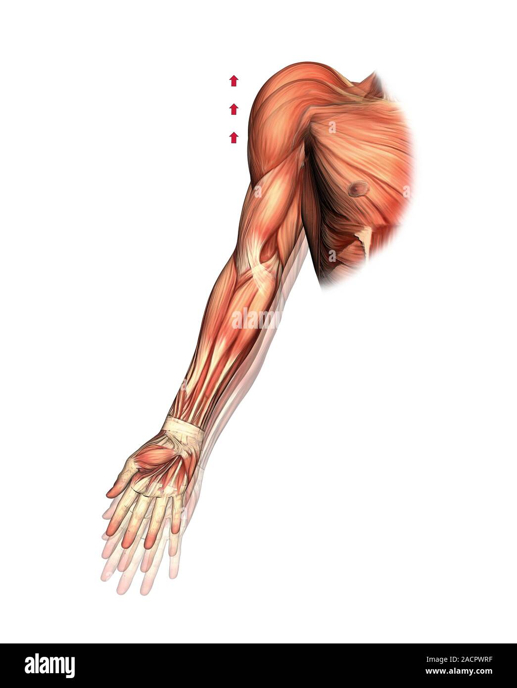 Shoulder and arm movement. Artwork of the muscles of the arm and ...