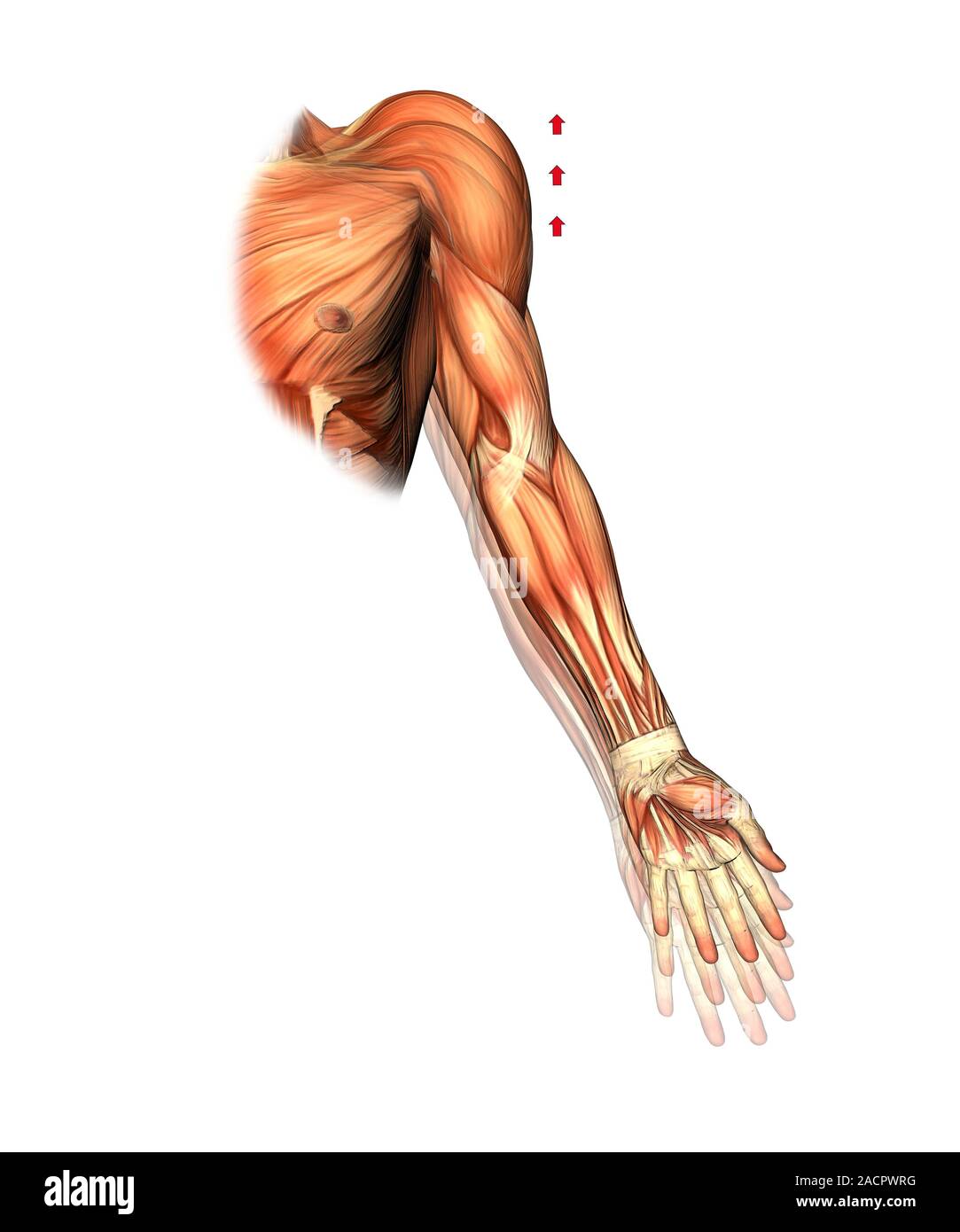 Shoulder and arm movement. Artwork of the muscles of the arm and ...